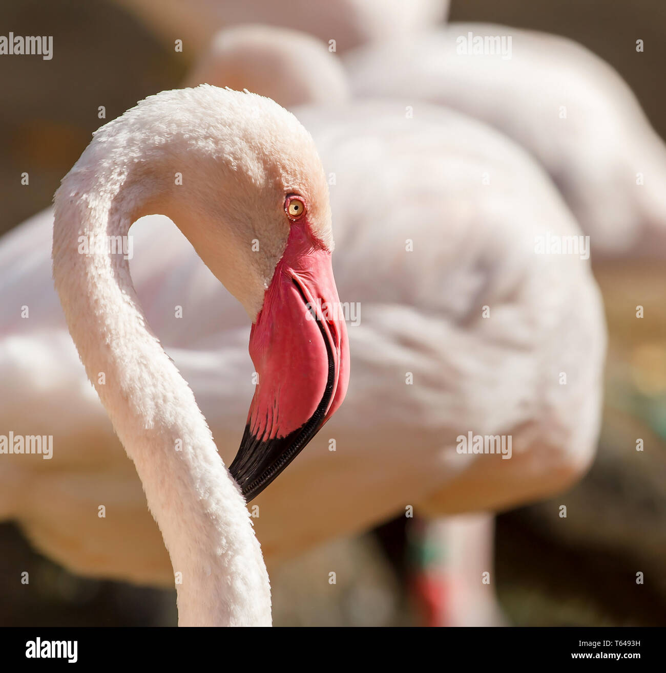 Portrait of very nice great flamingo Stock Photo - Alamy