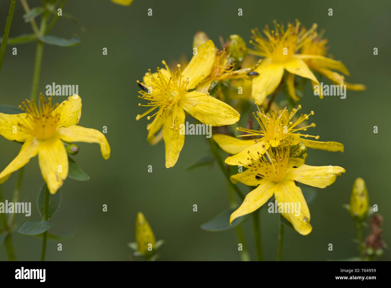 chase-devil, Klamath weed, Tipton's weed, goat weed, St. John's wort ...