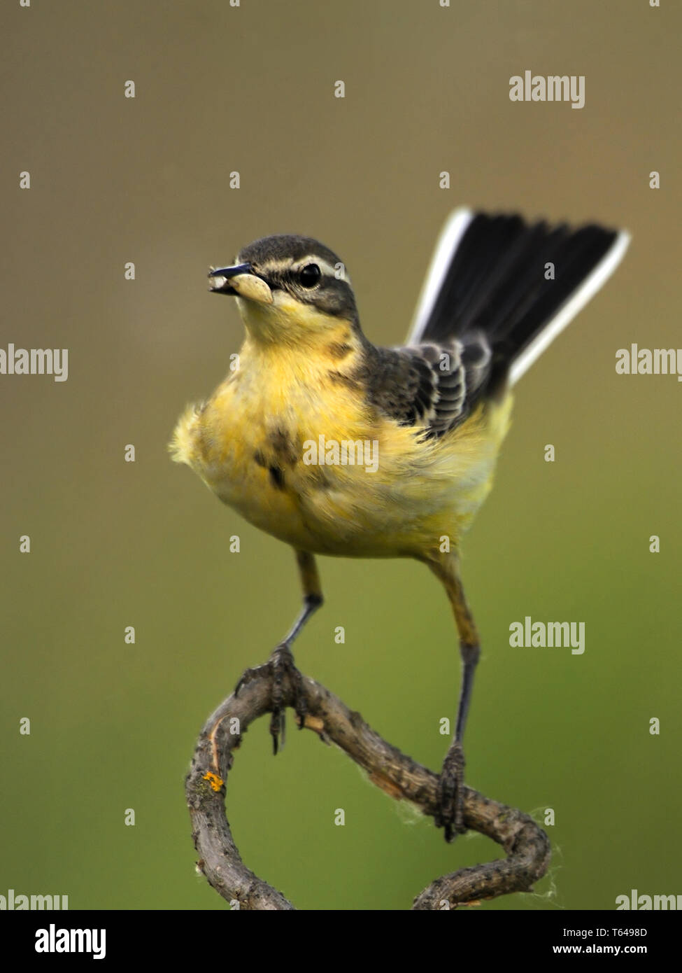 yellow wagtail [Motacilla flava] Stock Photo - Alamy