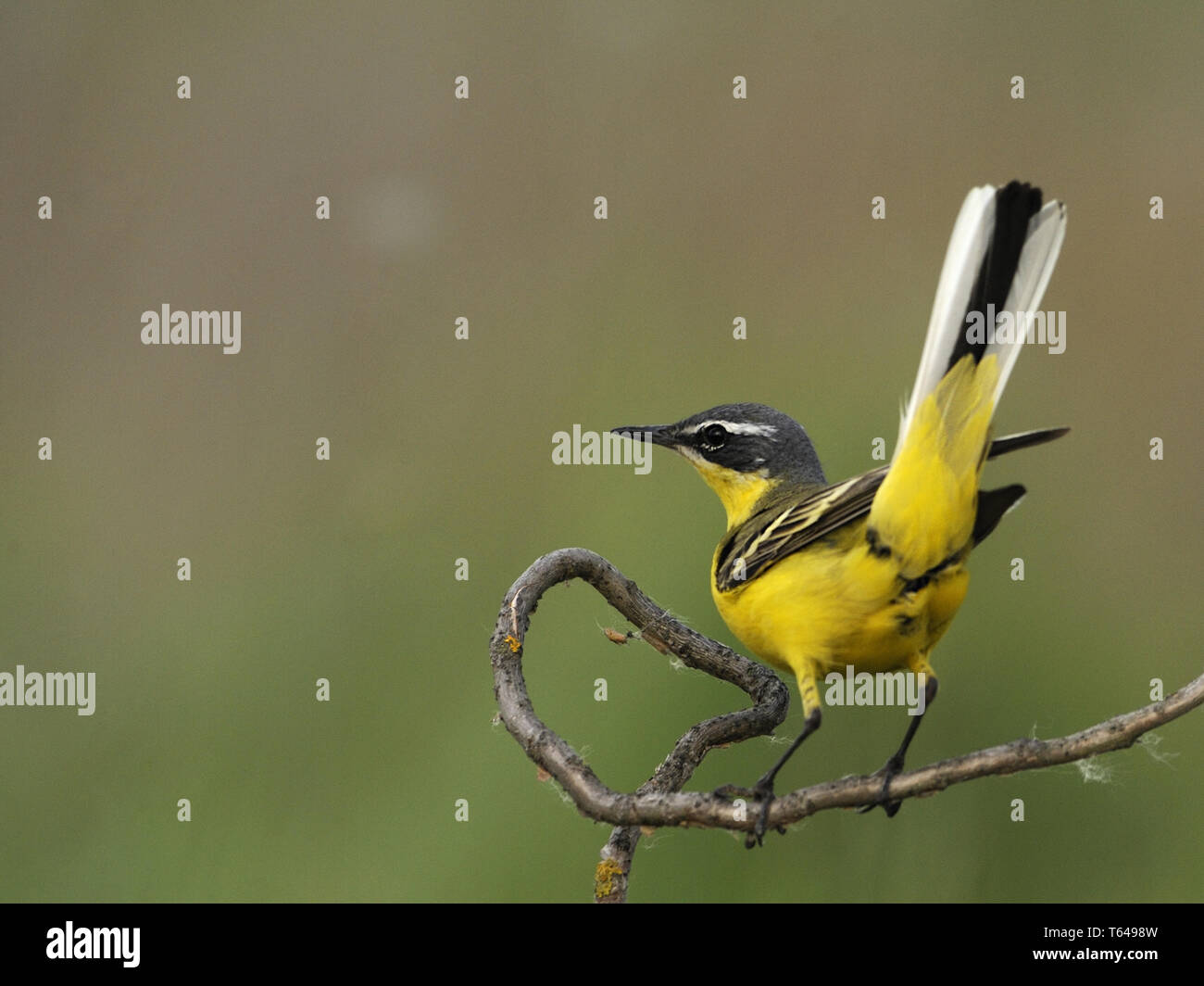 Blue Headed Wagtails High Resolution Stock Photography and Images - Alamy