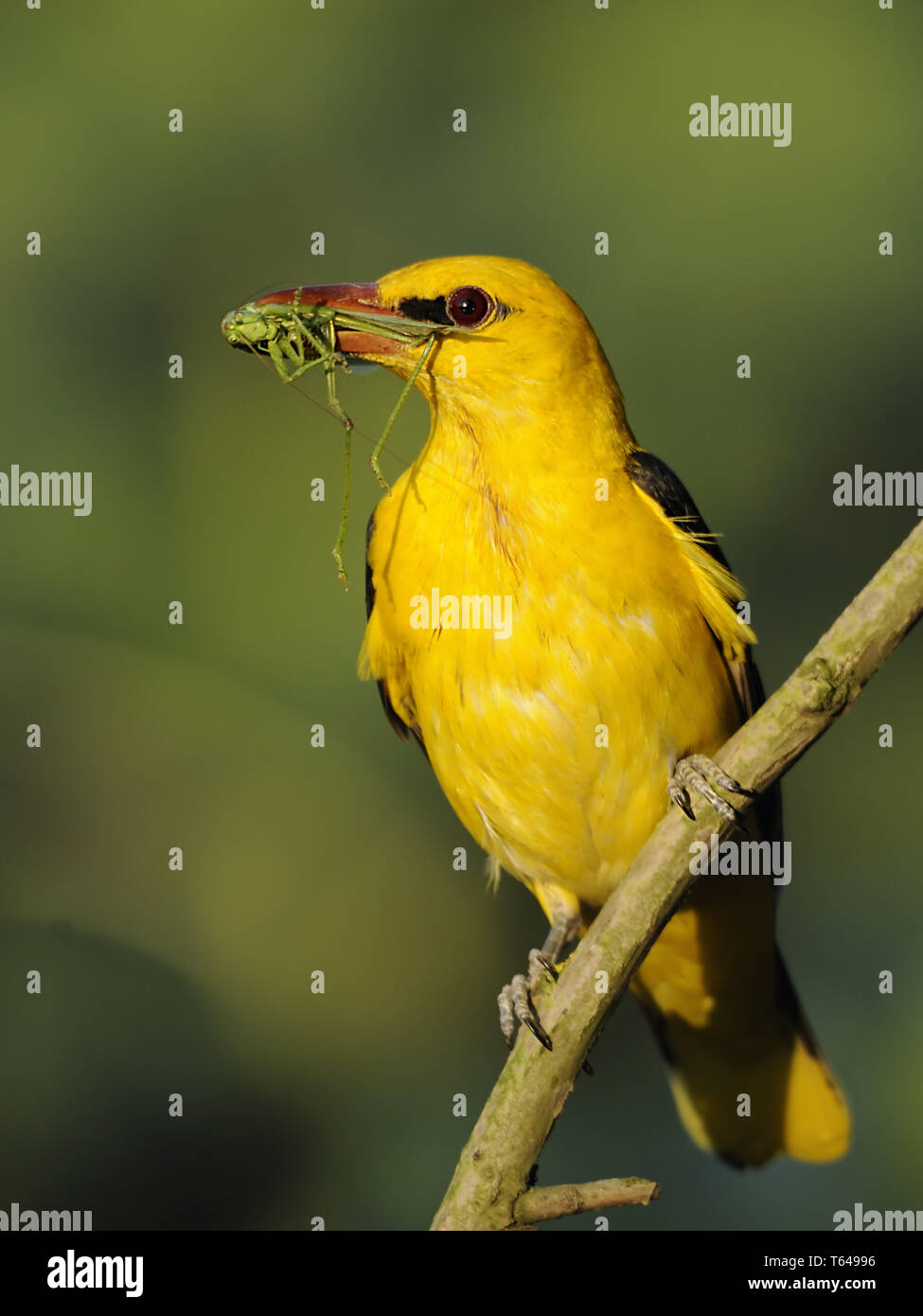 Eurasian golden oriole, Oriolus oriolus Stock Photo - Alamy