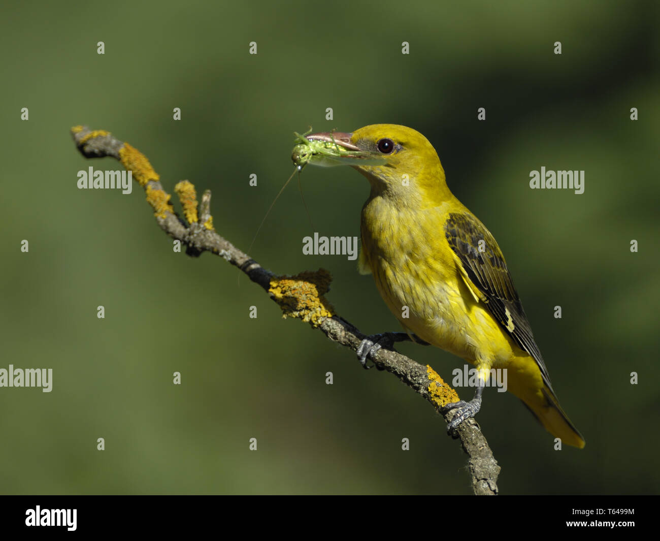 Golden oriole oriolus oriolus hi-res stock photography and images - Alamy