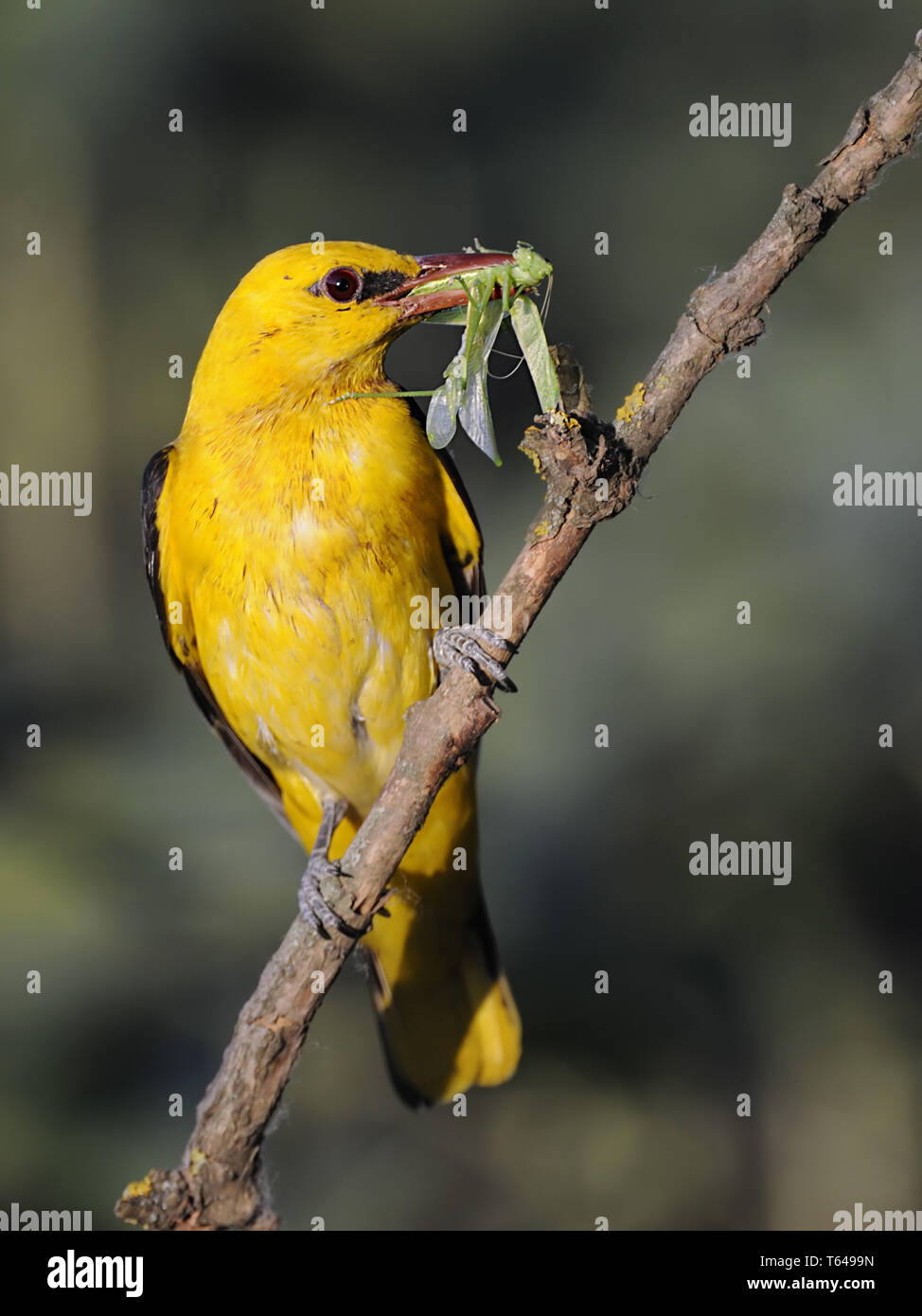Eurasian golden oriole, Oriolus oriolus Stock Photo - Alamy