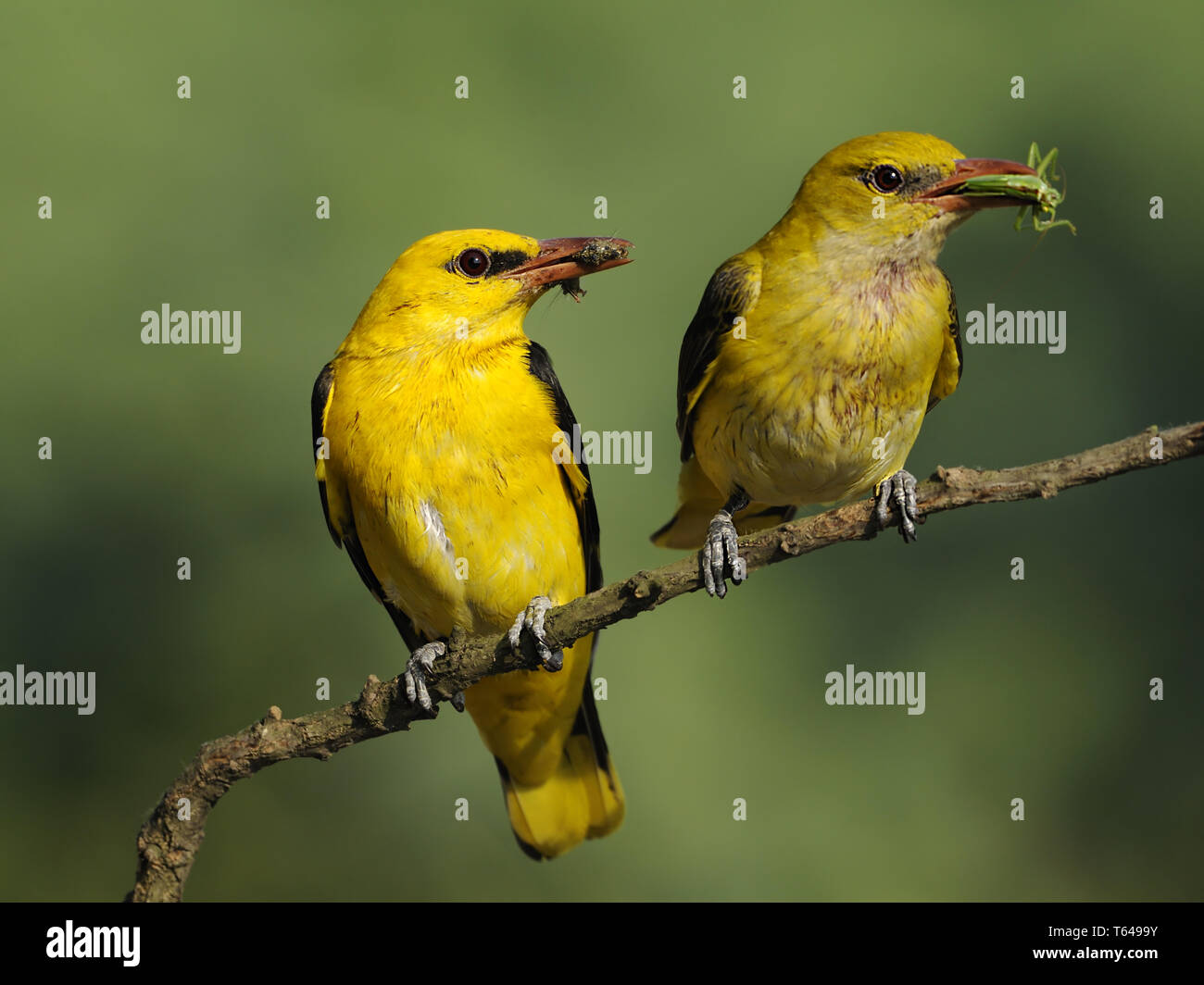 Golden Oriole Oriolus Oriolus High Resolution Stock Photography and ...