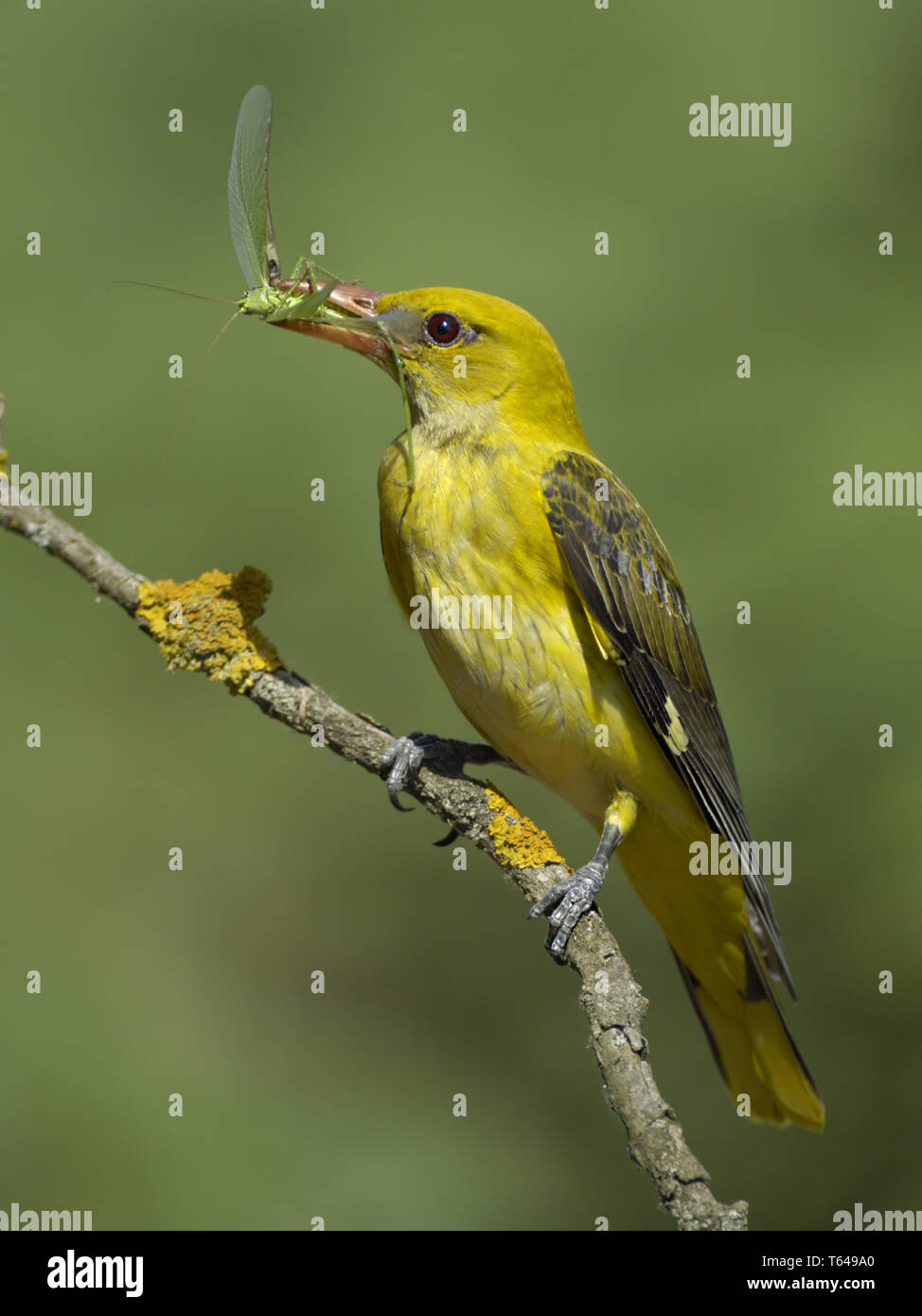Eurasian golden oriole, Oriolus oriolus Stock Photo - Alamy
