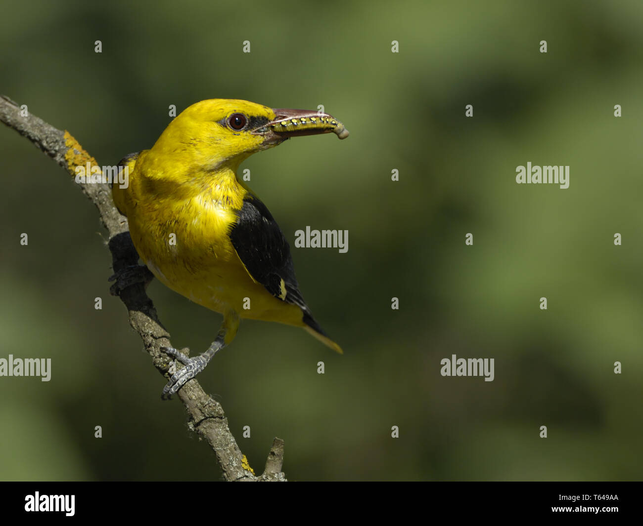Eurasian golden oriole, Oriolus oriolus Stock Photo - Alamy