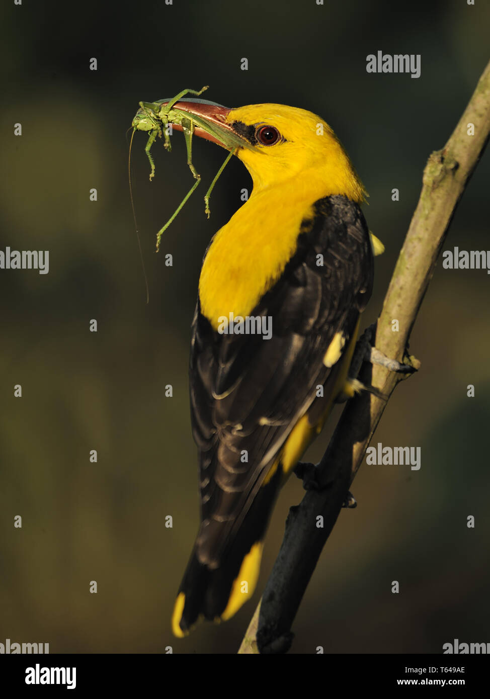 Eurasian golden oriole, Oriolus oriolus Stock Photo - Alamy
