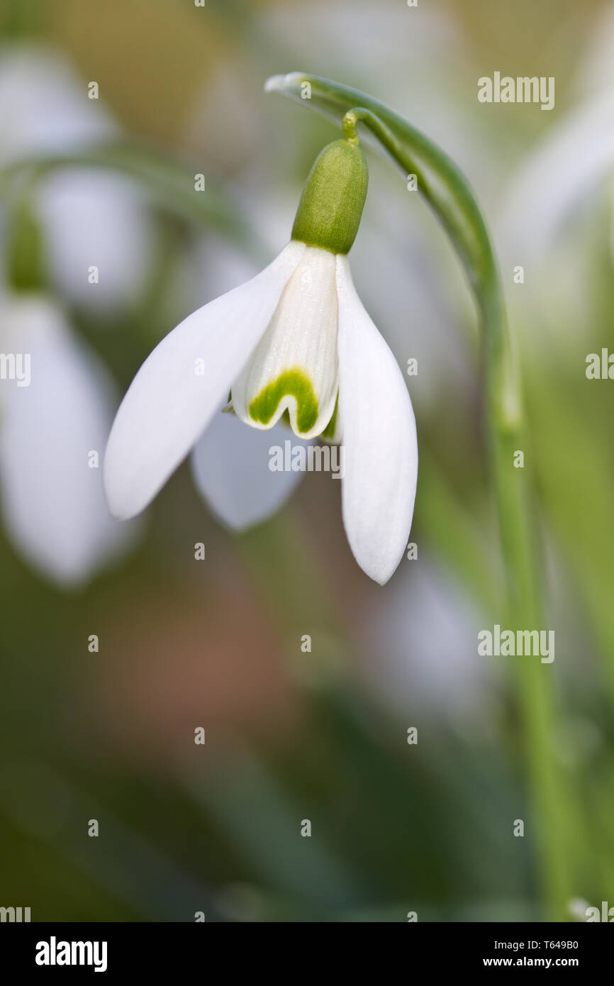 snowdrop flowers, genus Galanthus Stock Photo - Alamy