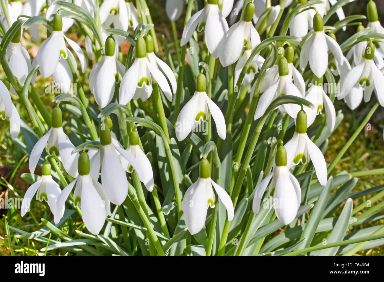 Genus galanthus hi-res stock photography and images - Alamy