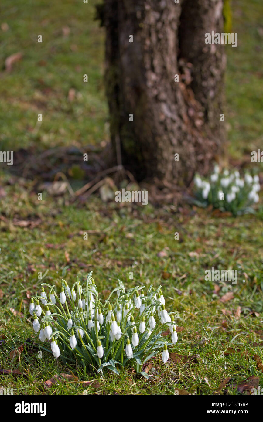 Genus galanthus hi-res stock photography and images - Alamy