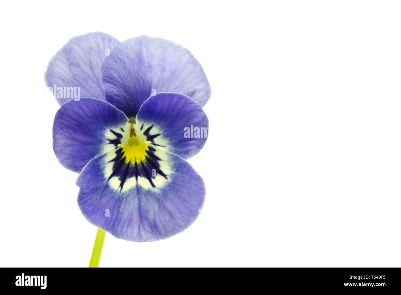 Horned or Tufted Pansy Stock Photo - Alamy