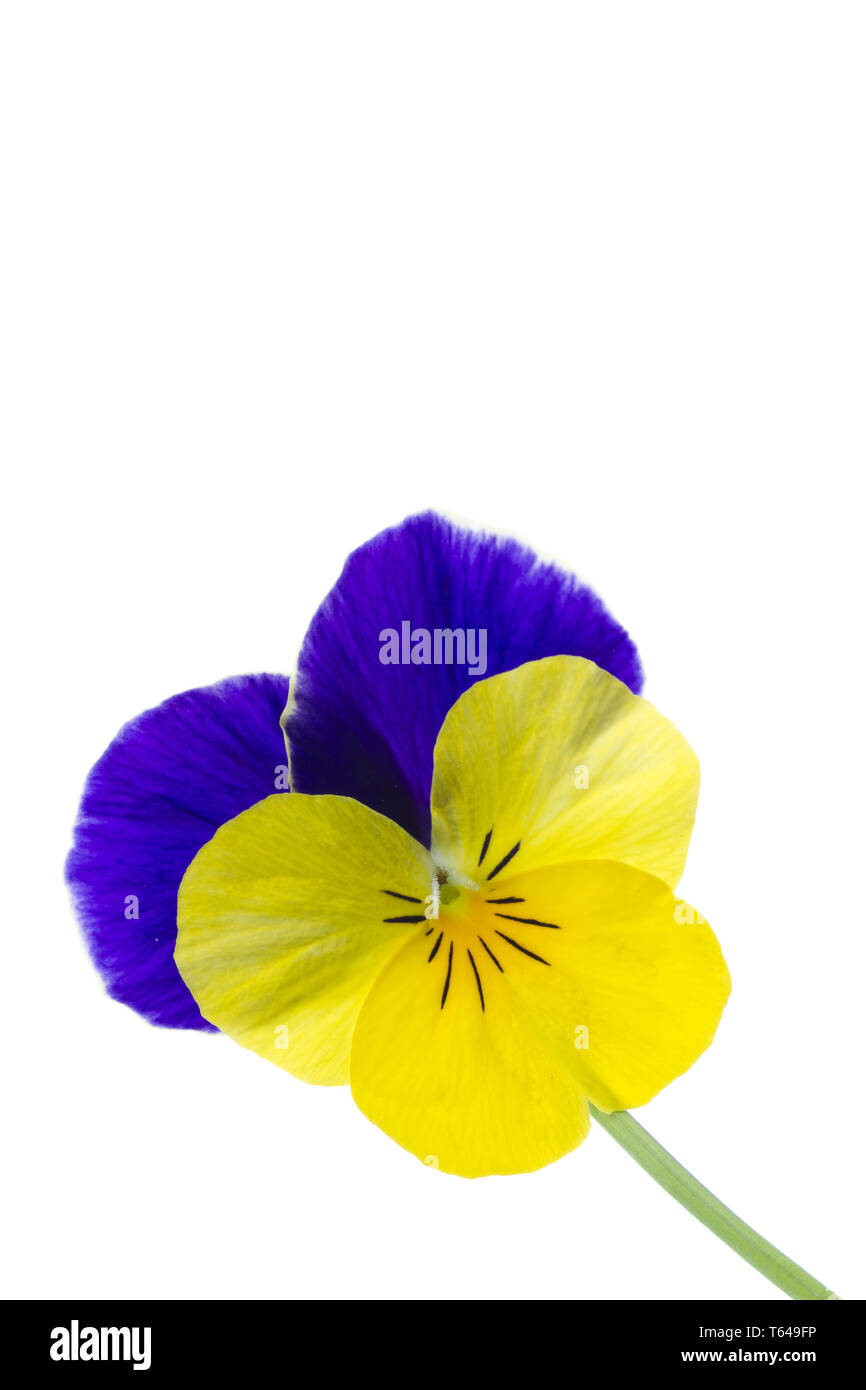 Horned or Tufted Pansy Stock Photo - Alamy
