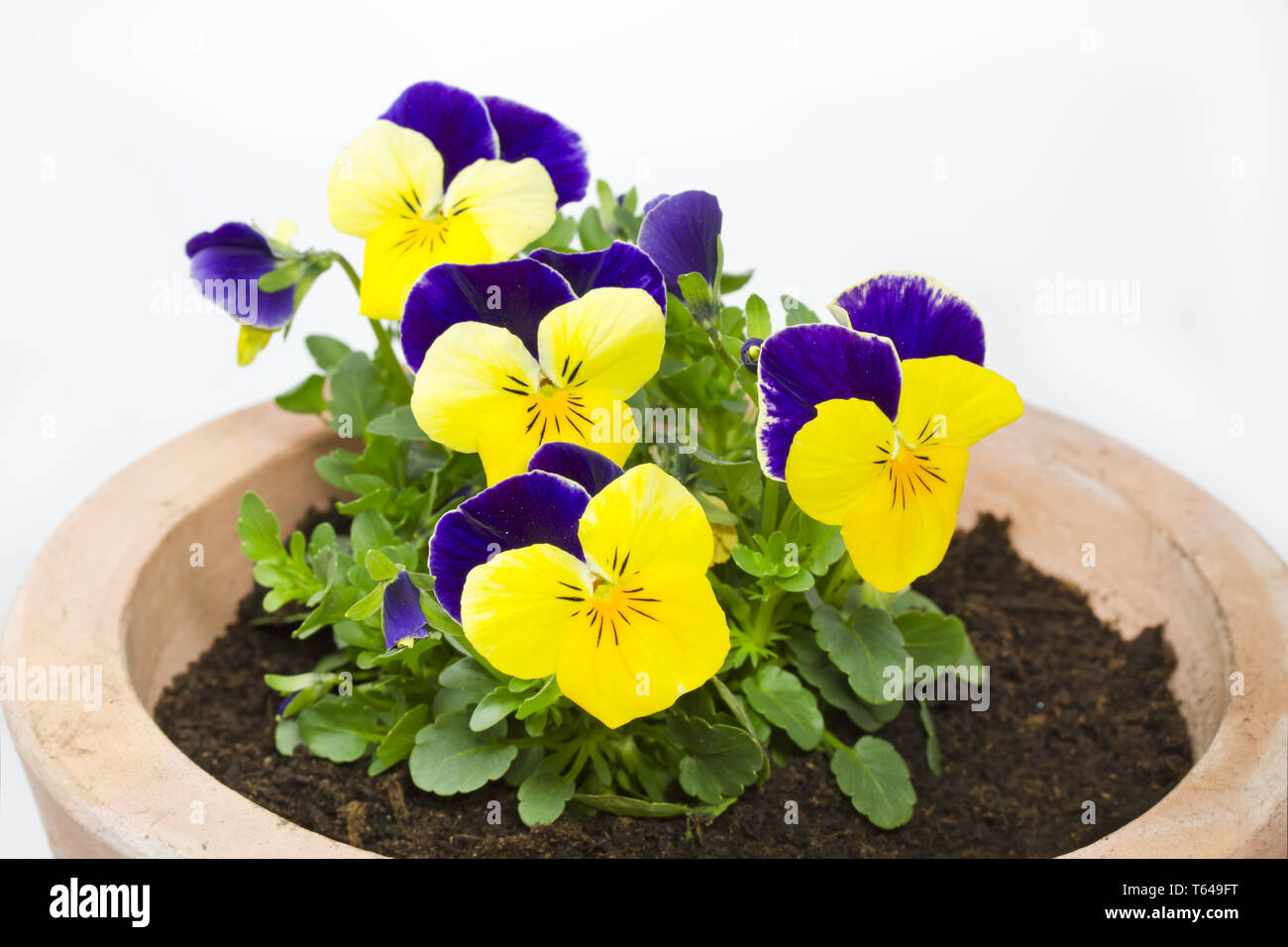 Horned or Tufted Pansy Stock Photo - Alamy