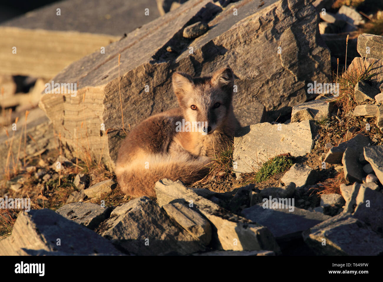 Norway arctic fox hi-res stock photography and images - Alamy