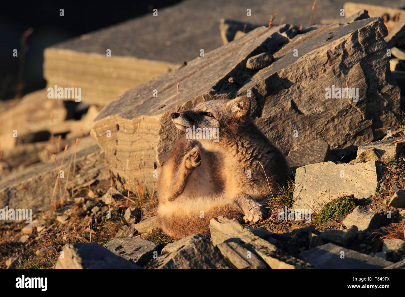 Norway arctic fox hi-res stock photography and images - Alamy