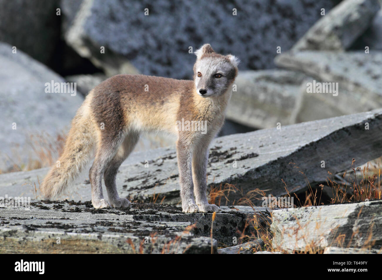 Arctic fox, Norway Stock Photo - Alamy