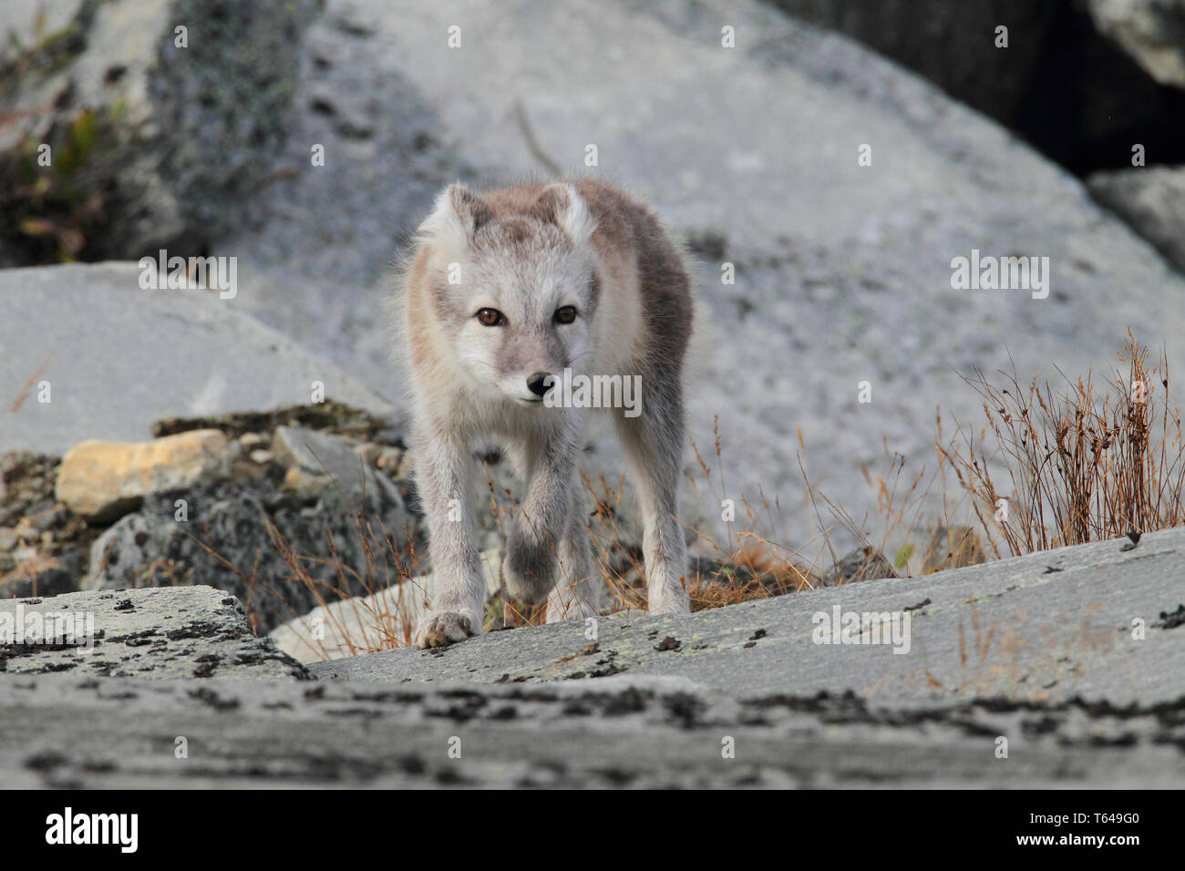 Norway arctic fox hi-res stock photography and images - Alamy