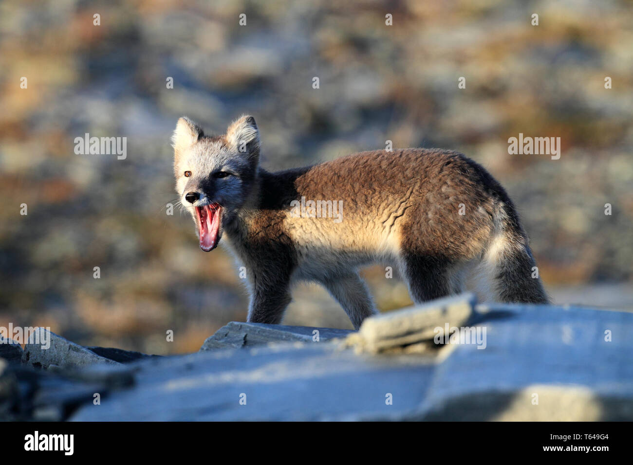 Arctic fox, Norway Stock Photo - Alamy