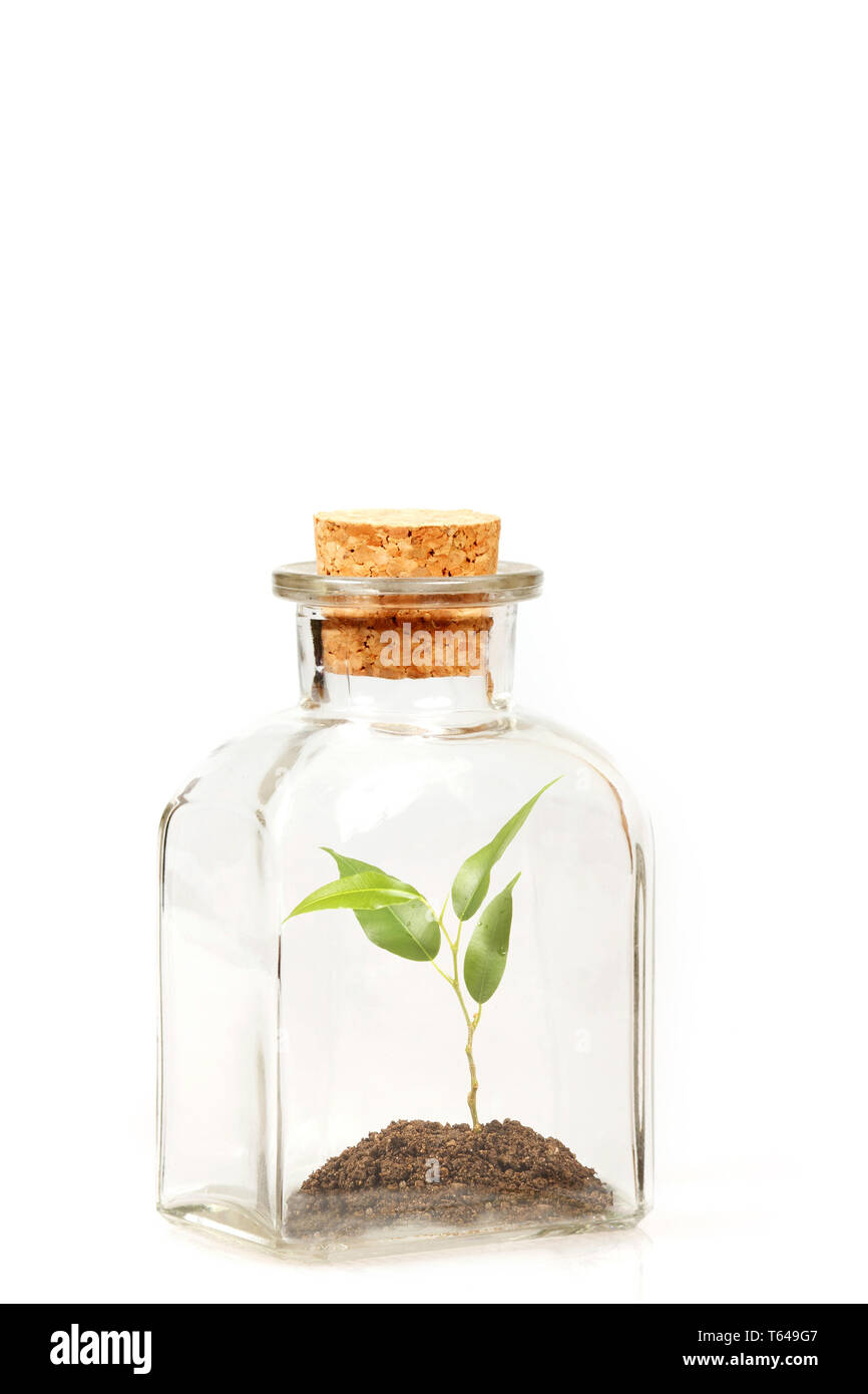 small green plantation in transparent glass bottle Stock Photo - Alamy