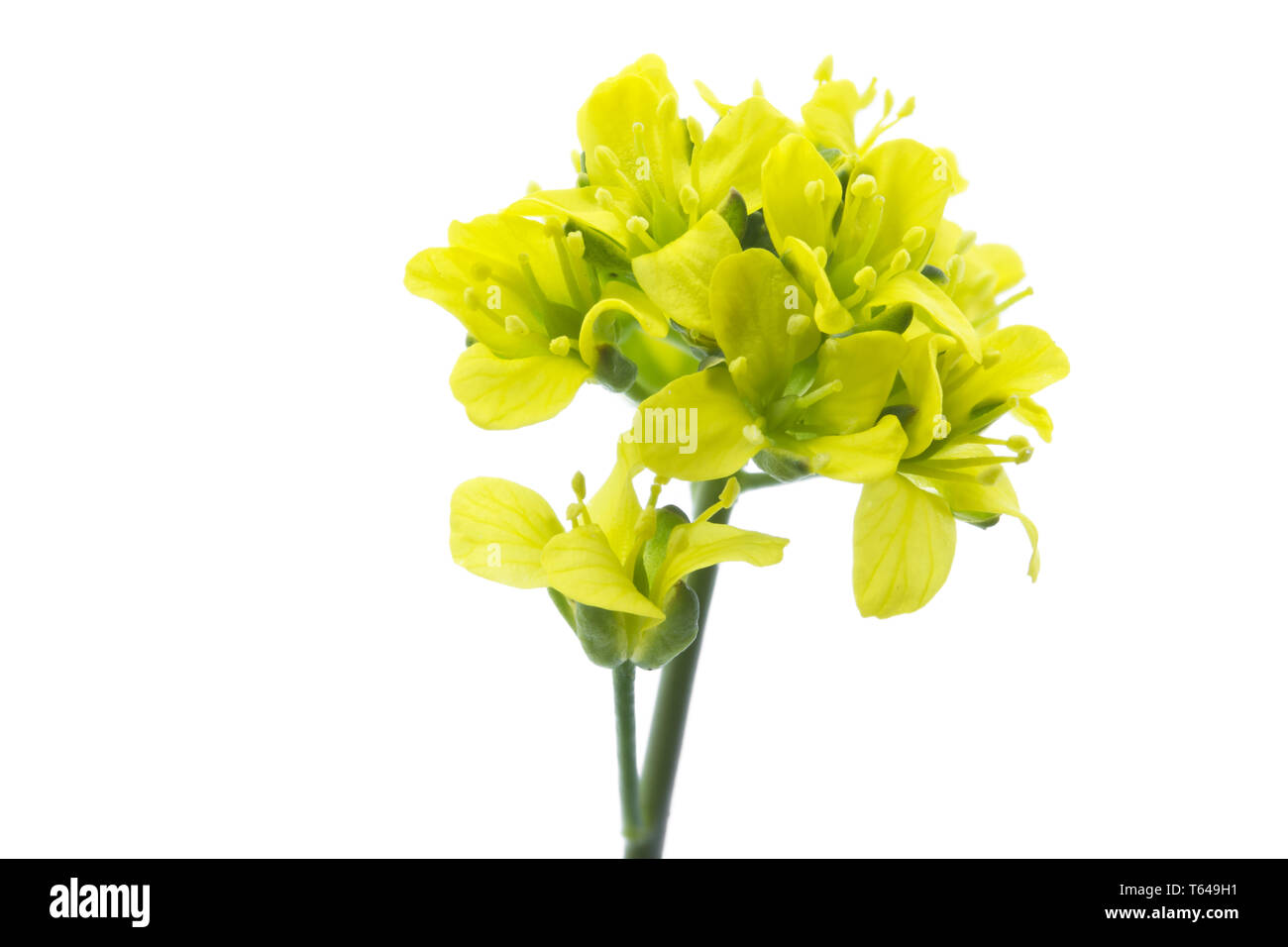 yellow whitlow-grasses, genus Draba Stock Photo - Alamy