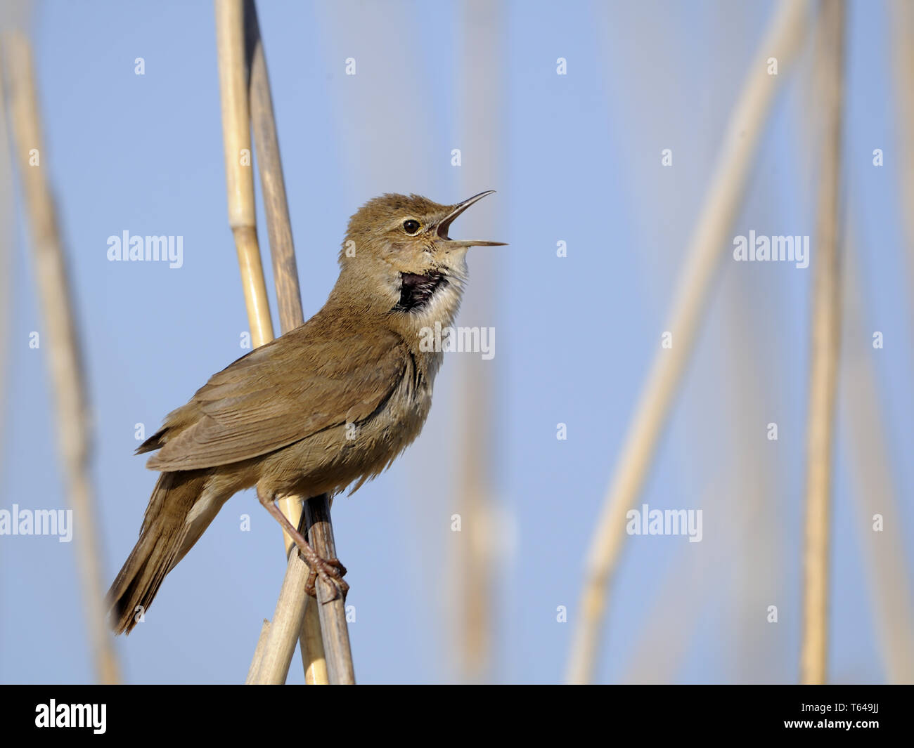 Savi's warbler singing hi-res stock photography and images - Alamy