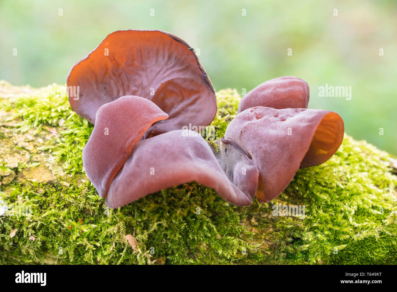 Jelly Like Texture High Resolution Stock Photography and Images - Alamy