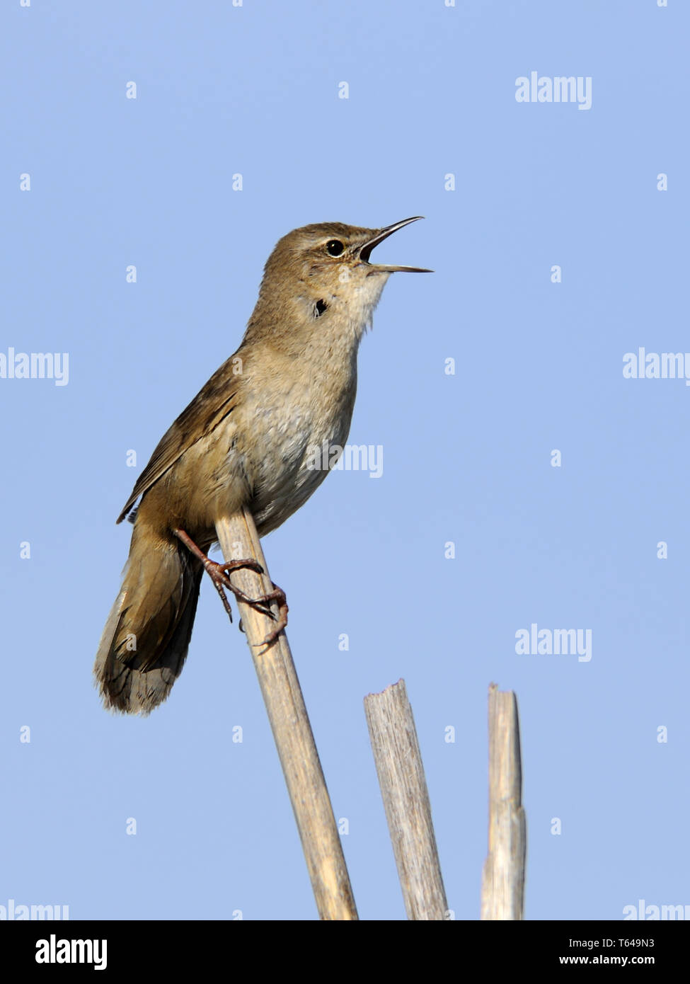 Savi's warbler, Locustella luscinioides Stock Photo - Alamy