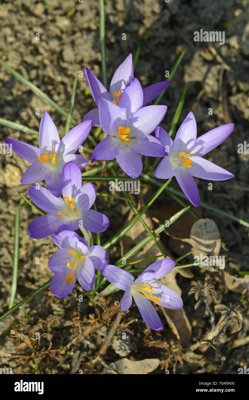 Crocus vernus, Spring crocus Stock Photo - Alamy