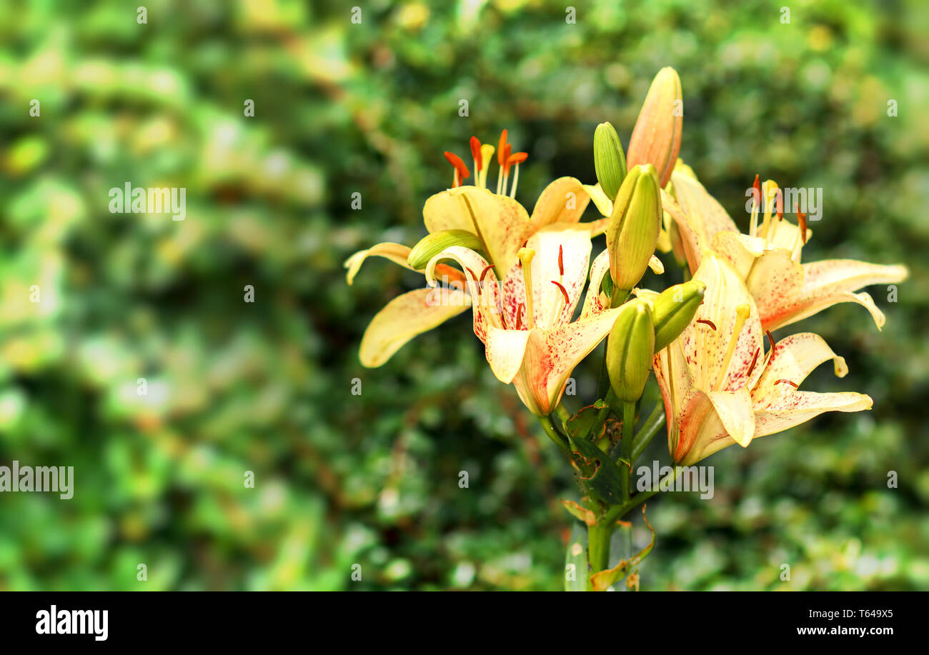Yellow Rush Lily High Resolution Stock Photography and Images - Alamy
