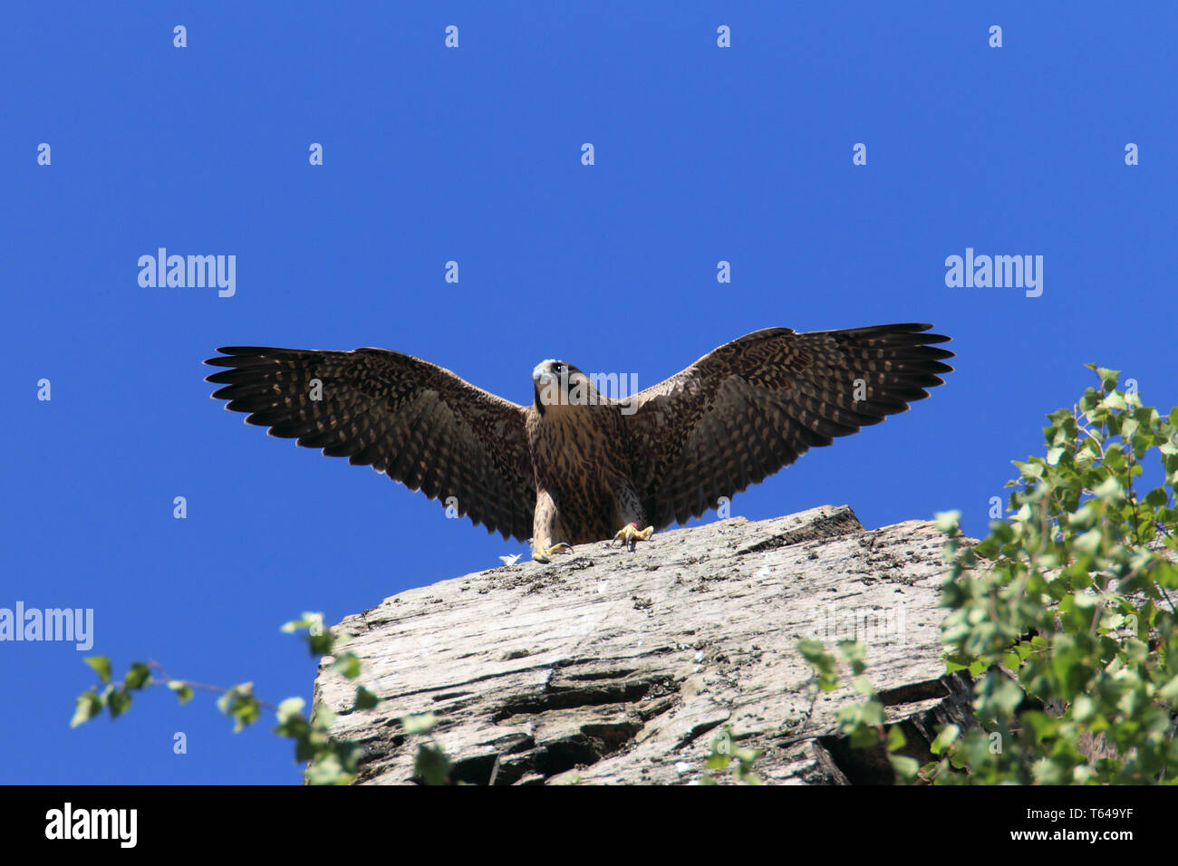 Crow sized falcon hi-res stock photography and images - Alamy