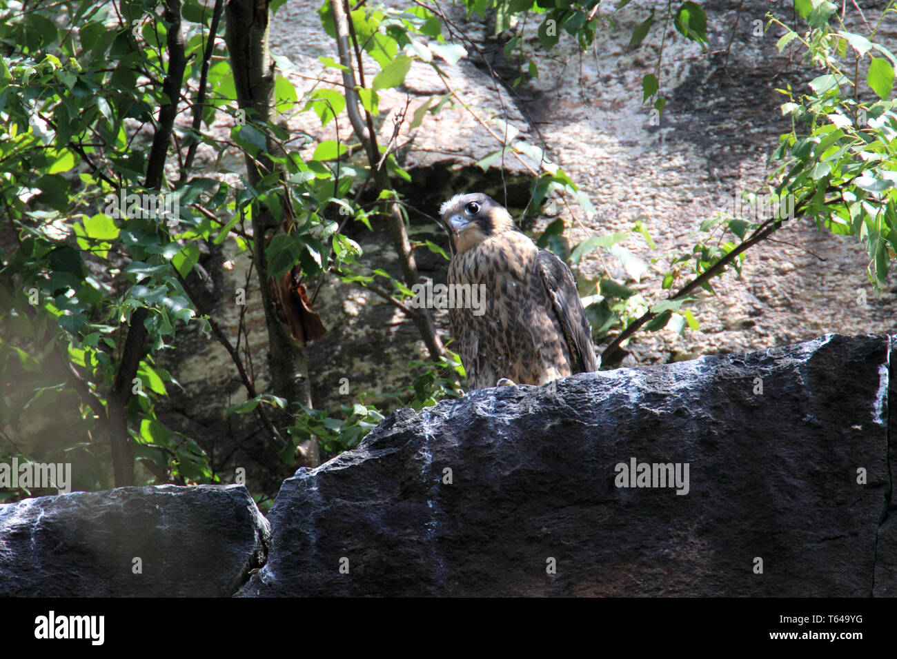 Crow sized falcon hi-res stock photography and images - Alamy