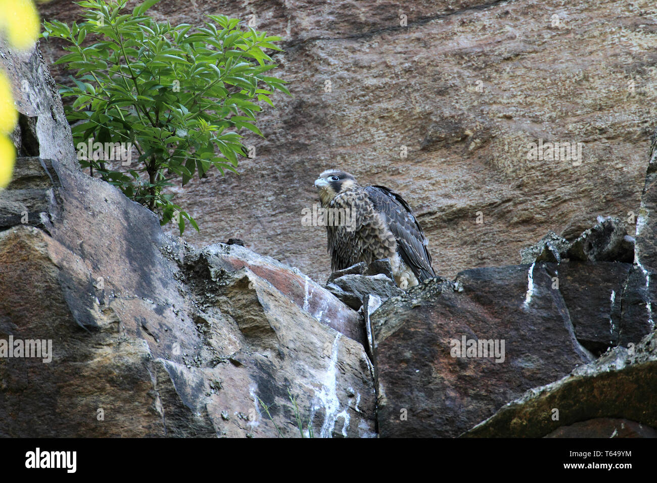 Crow sized falcon hi-res stock photography and images - Alamy