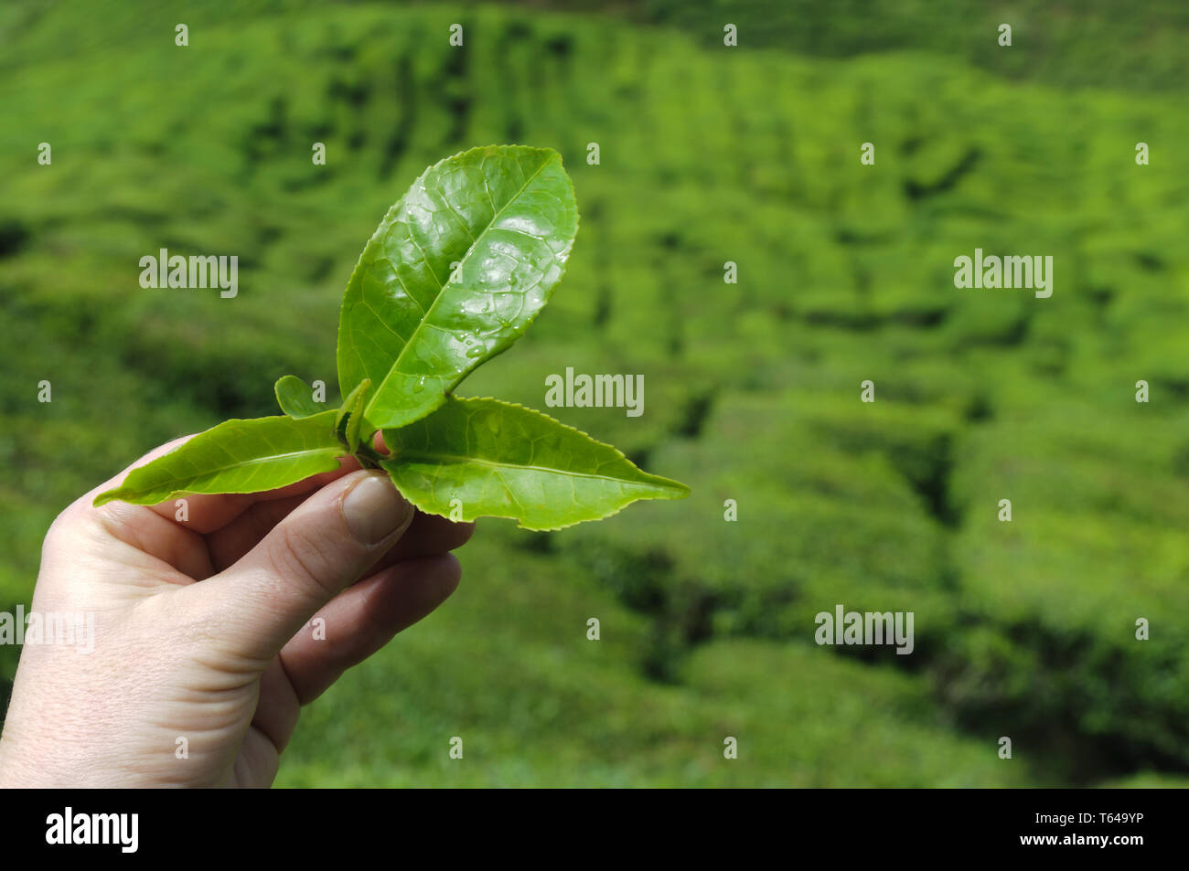 Hand with tea leaves Stock Photo - Alamy