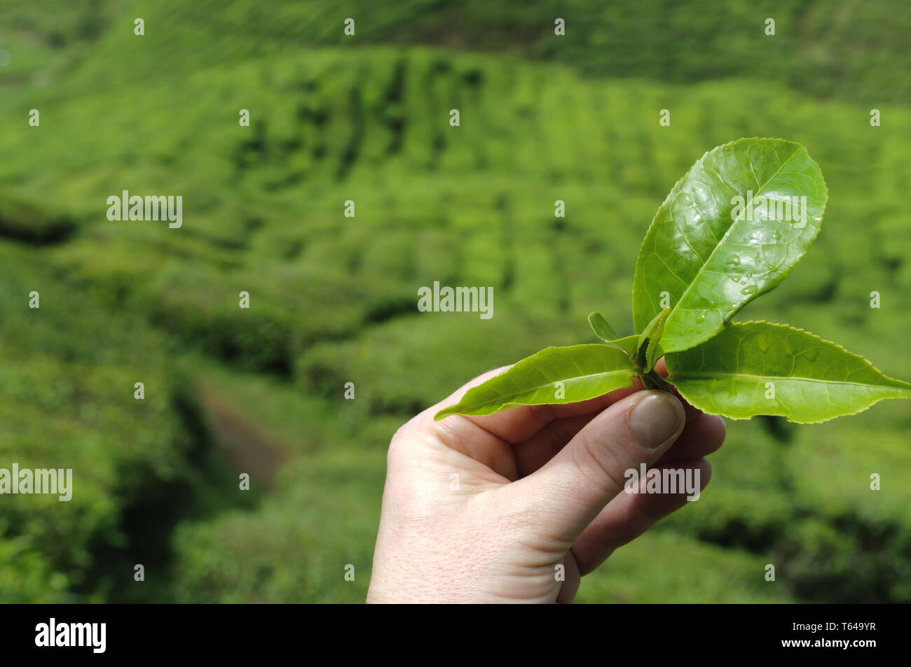 Hand with tea leaves Stock Photo - Alamy