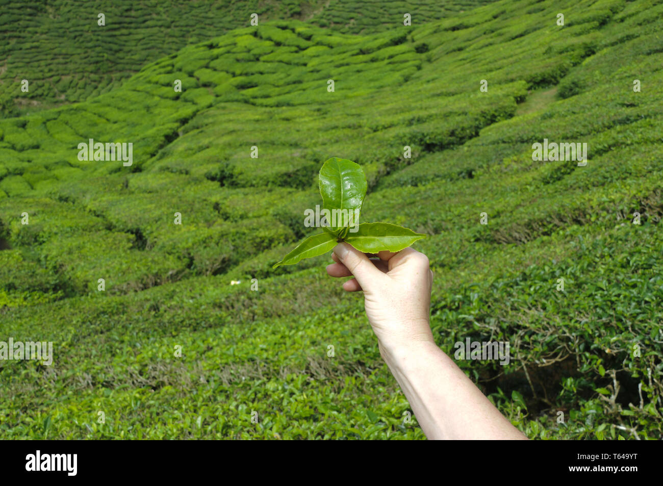 Hand with tea leaves Stock Photo - Alamy