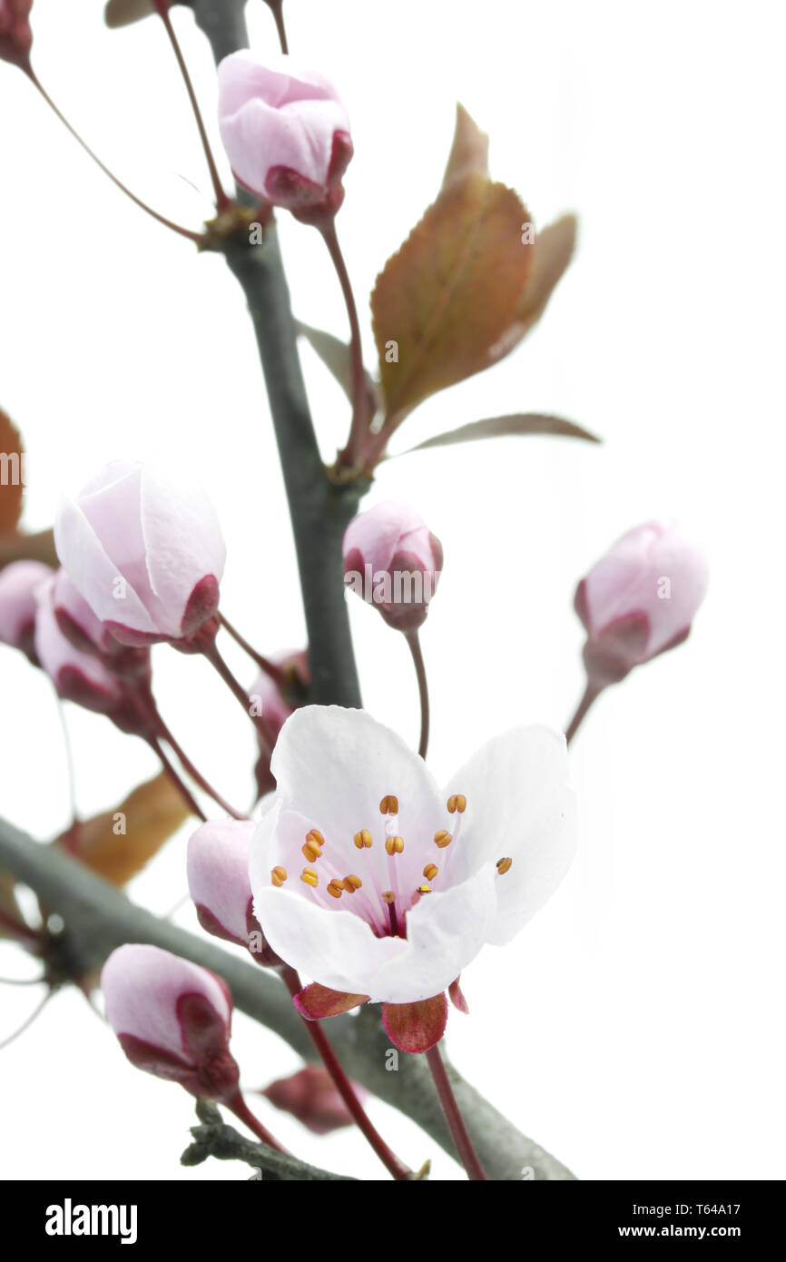 Flowers of purple-leaf plum [Prunus cerasifera] Stock Photo - Alamy