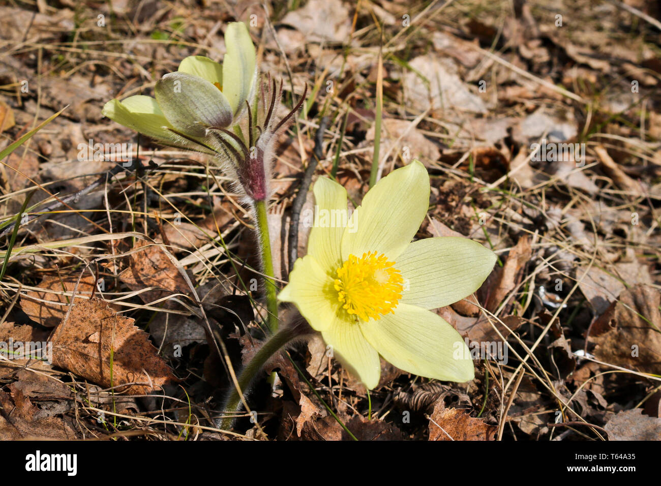 The first spring flowers of Prairie crocus, Pasque flower, prairie ...
