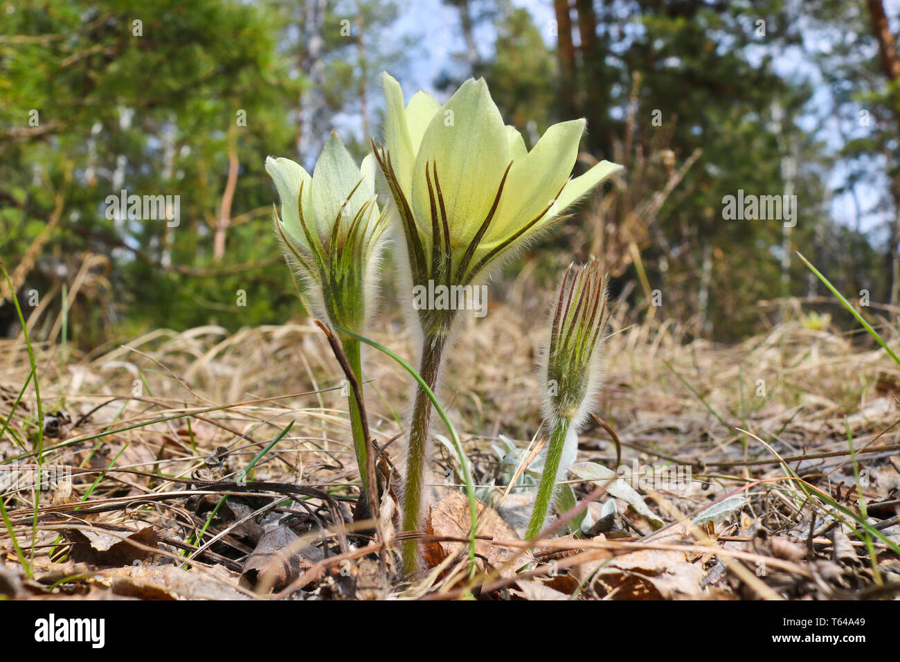 The first spring flowers of Prairie crocus, Pasque flower, prairie ...