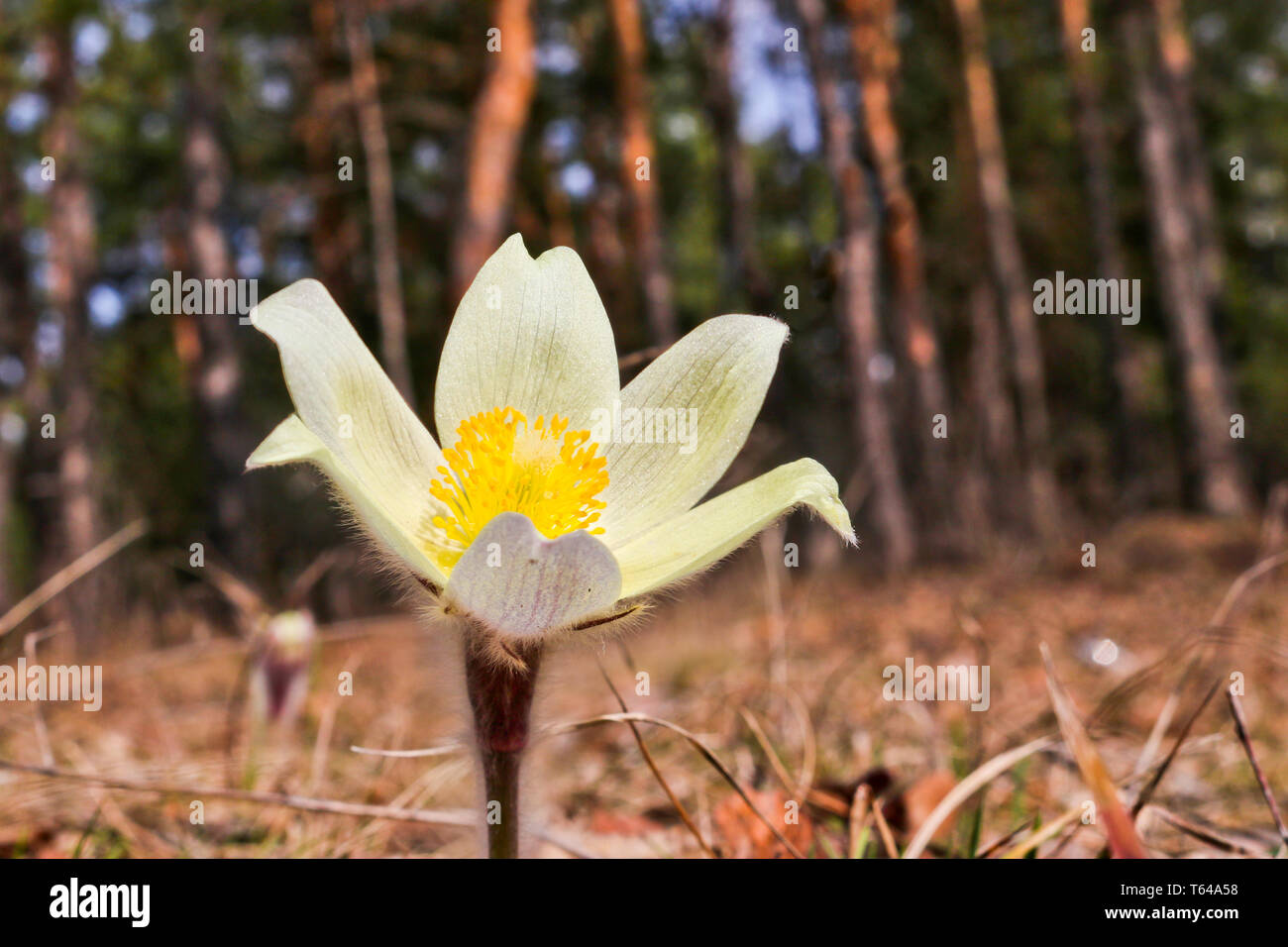 The first spring flowers of Prairie crocus, Pasque flower, prairie ...