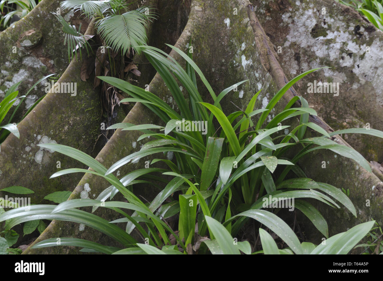 Root from a tree in the tropical rainforest Stock Photo - Alamy