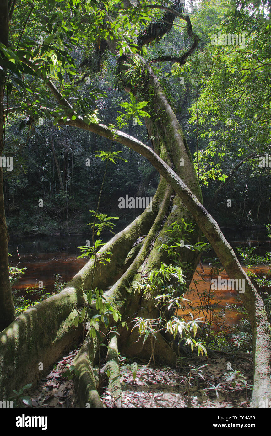 Root from a tree in the tropical rainforest Stock Photo - Alamy