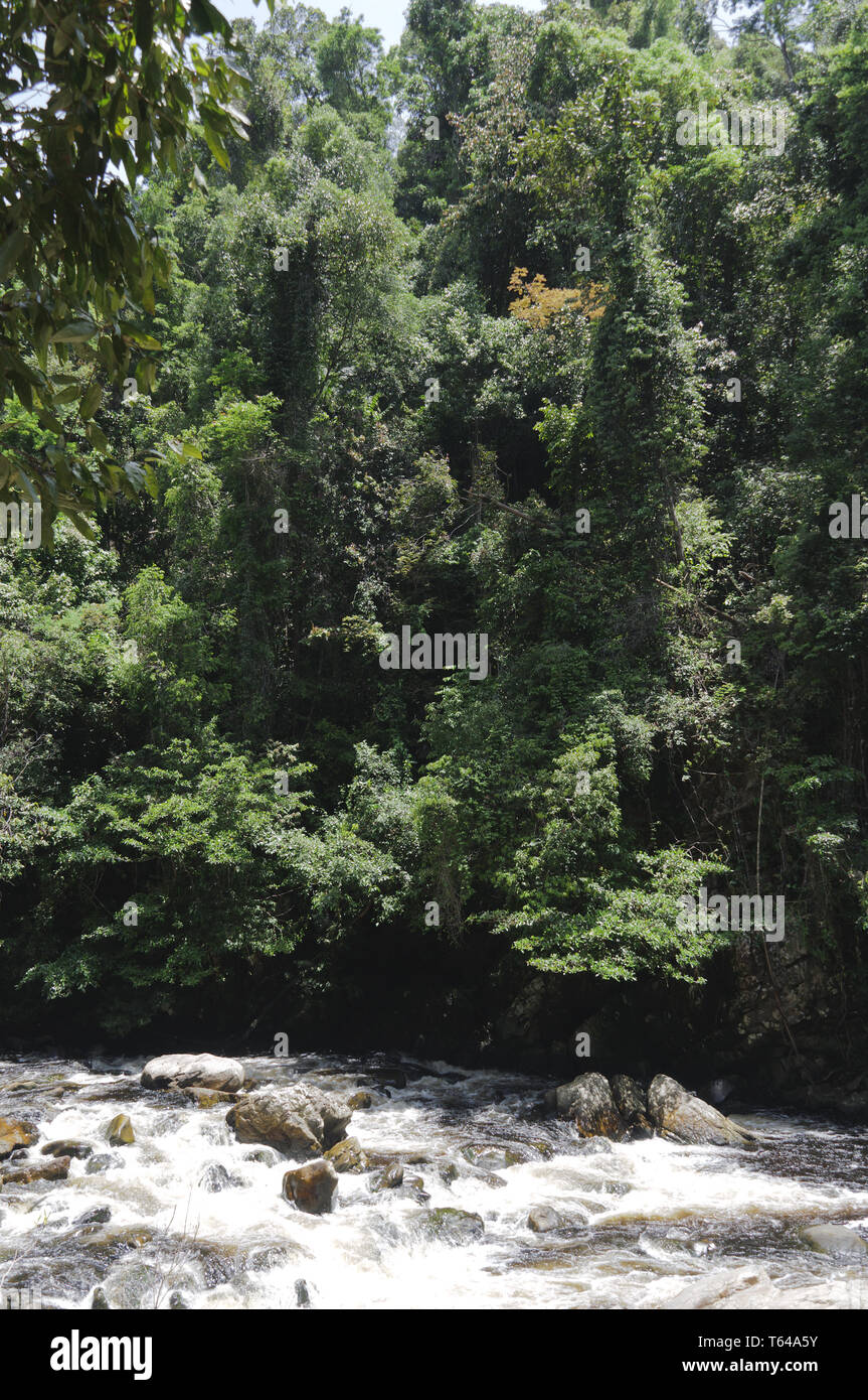 Rainforest rapids hi-res stock photography and images - Alamy