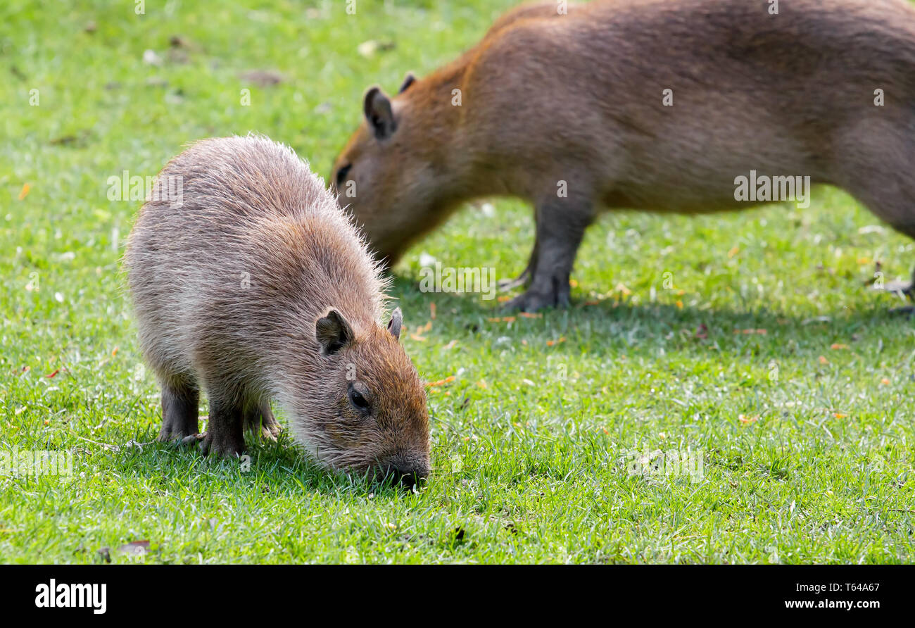Capybara grazing on fresh green grass Stock Photo - Alamy