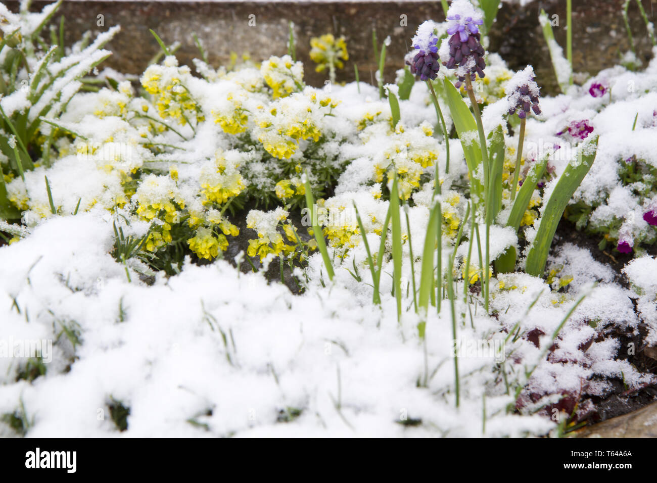 yellow whitlow-grasses, genus Draba Stock Photo - Alamy