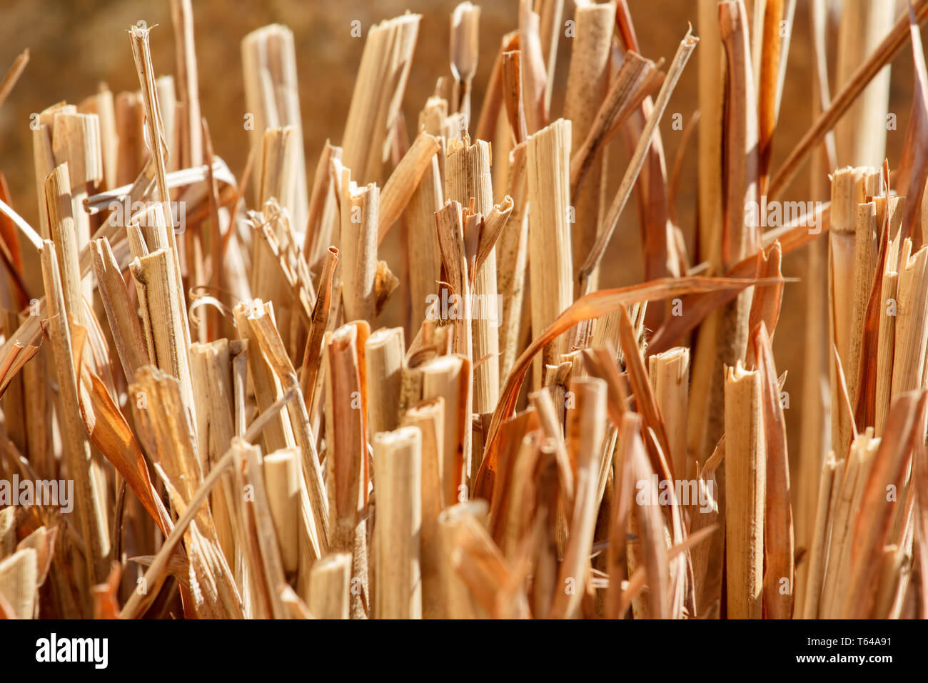 nice reed background Stock Photo - Alamy