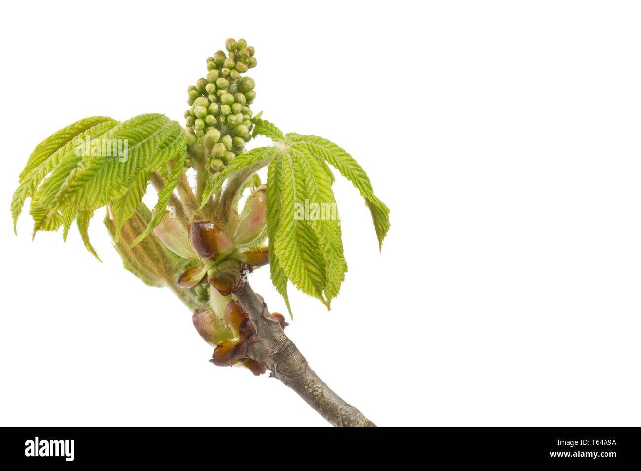 Buckeye buds hi-res stock photography and images - Alamy