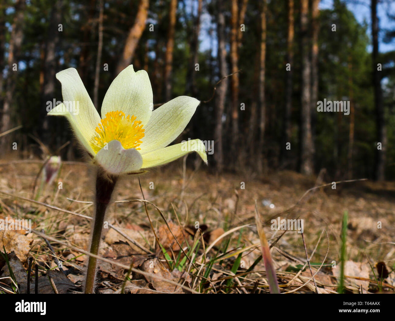 The first spring flowers of Prairie crocus, Pasque flower, prairie ...