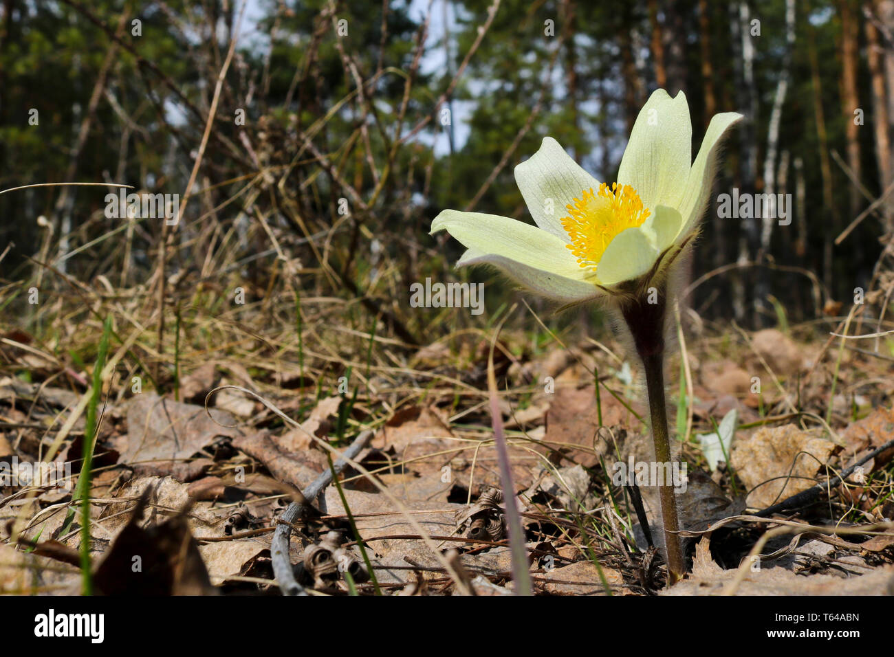 The first spring flowers of Prairie crocus, Pasque flower, prairie ...