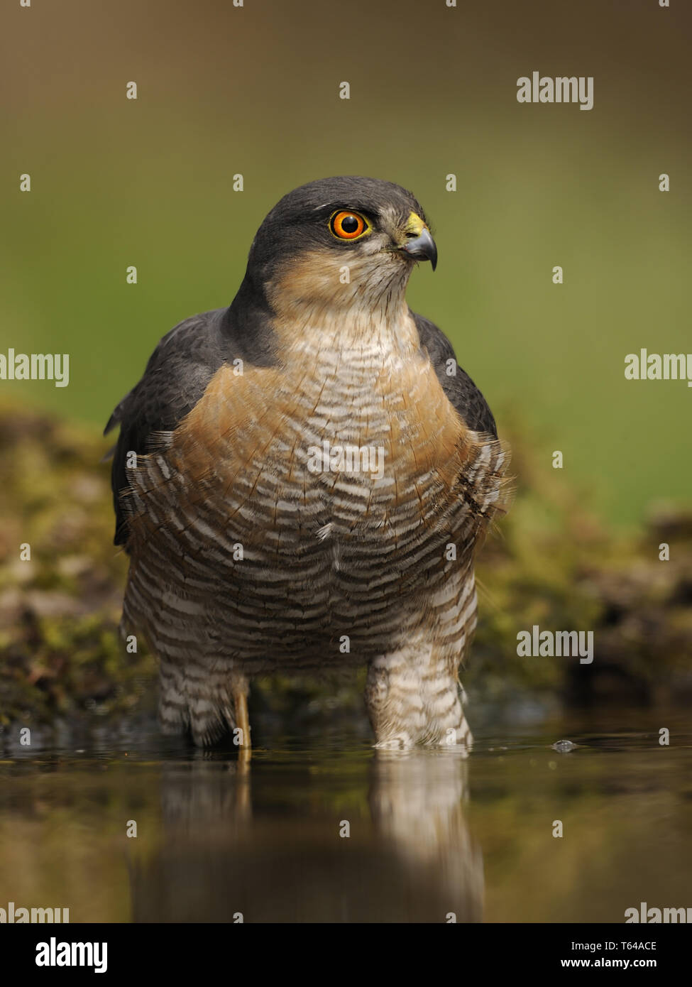 Northern sparrow ha hi-res stock photography and images - Alamy