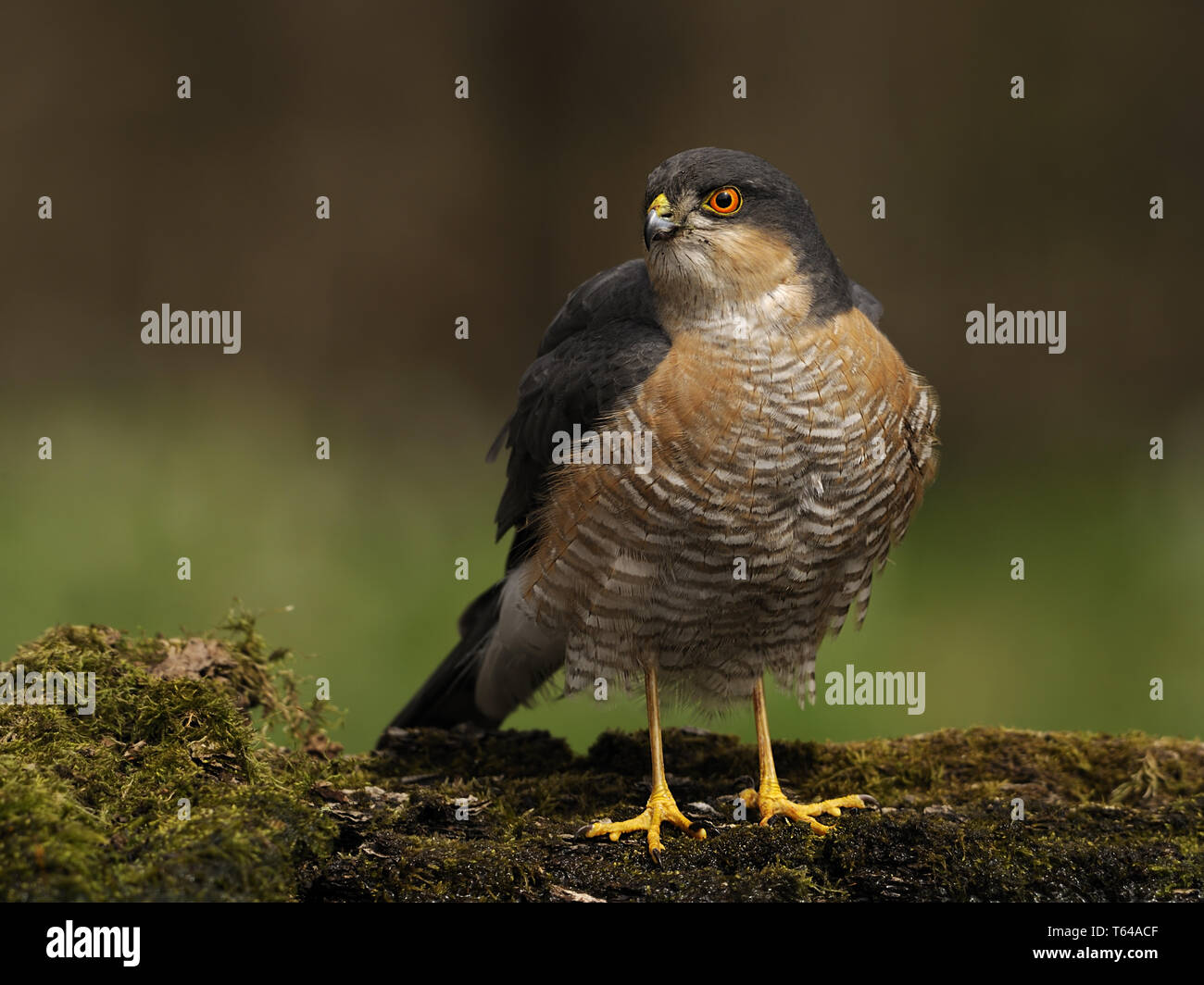 Eurasian sparrow Hawk (Accipiter nisus), Germany Stock Photo - Alamy